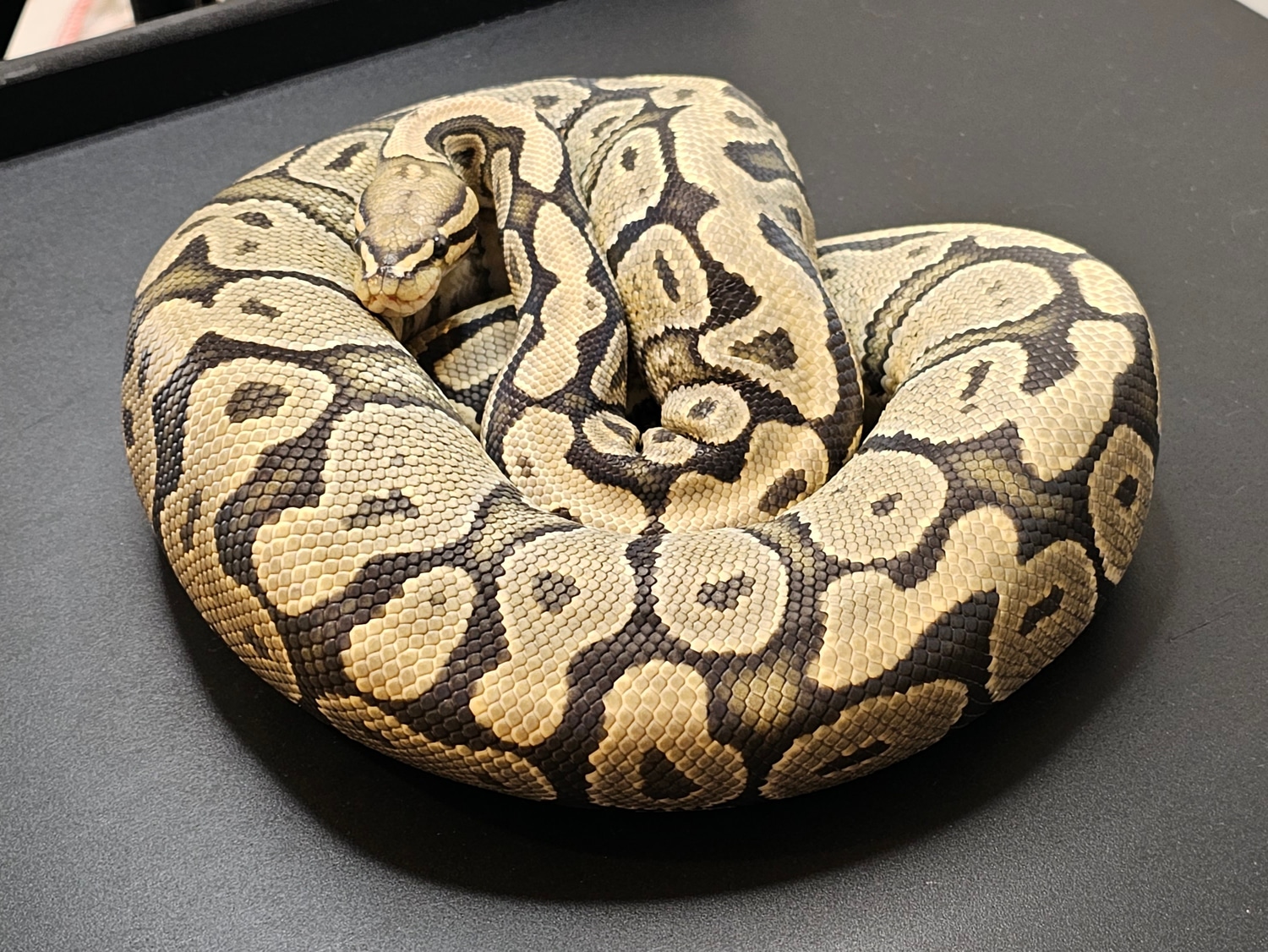 Hypo **Ready To Breed Ball Python by Passion4Pythons - MorphMarket