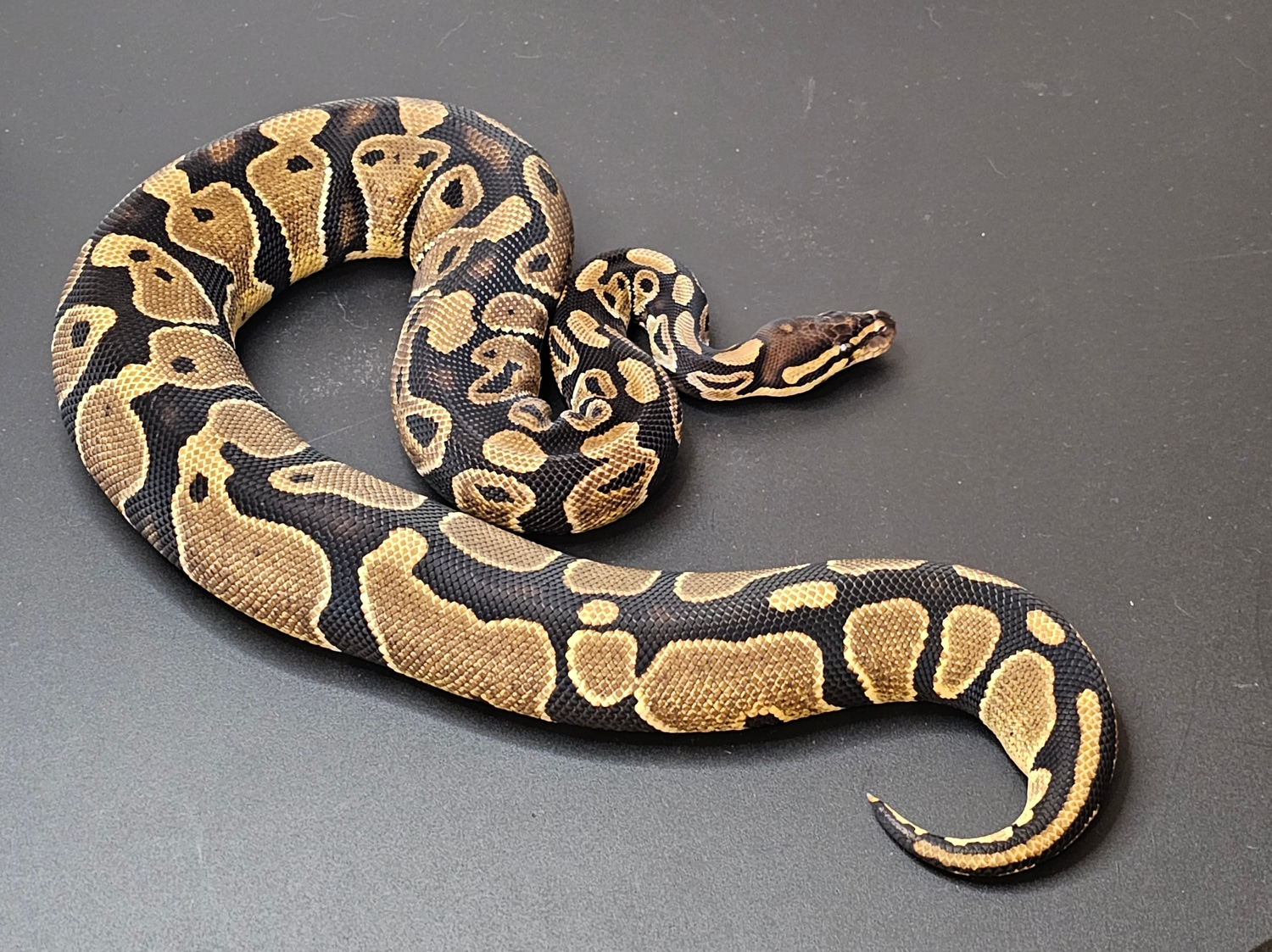 Normal Het Pied Ball Python by Passion4Pythons - MorphMarket