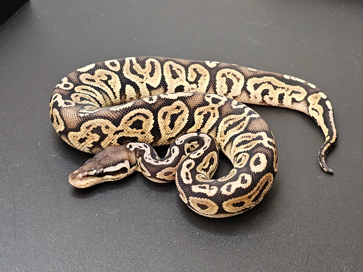 Black Pewter Het VPI Axanthic Ball Python by Passion4Pythons - MorphMarket