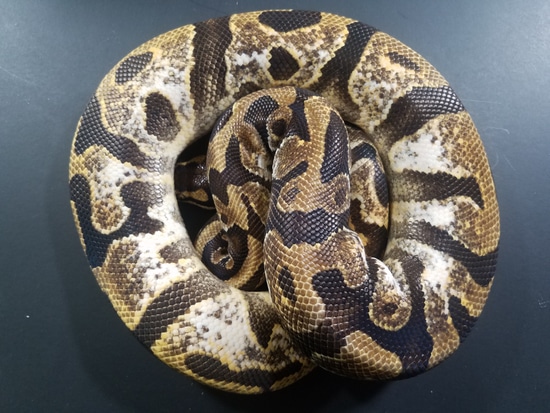 Enchi Calico Ball Python by Peripheral Pythons