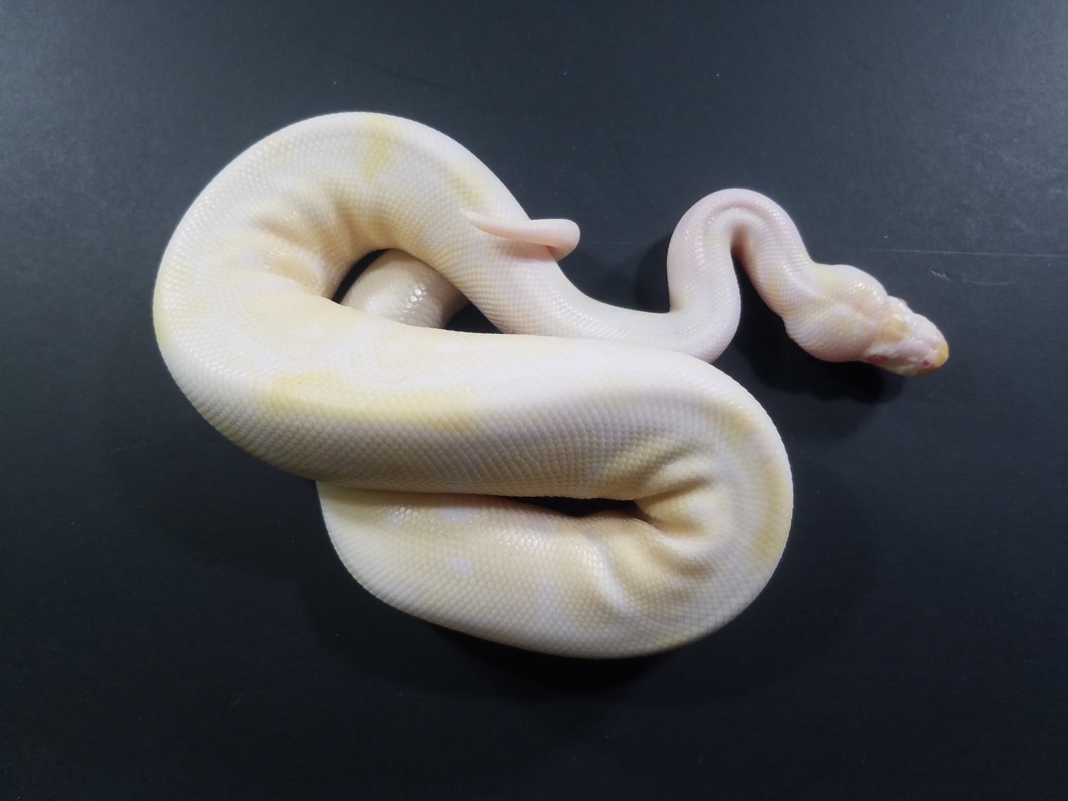 VPI Snow 66% Het Genetic Stripe Ball Python by Peripheral Pythons ...