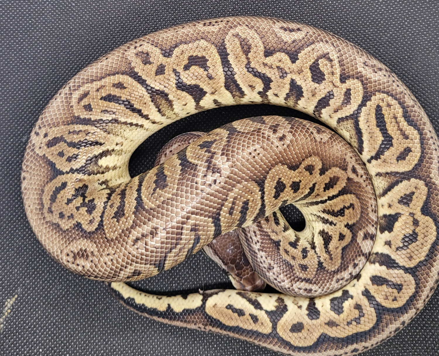 Black Pewter Calico Ball Python by Peripheral Pythons - MorphMarket