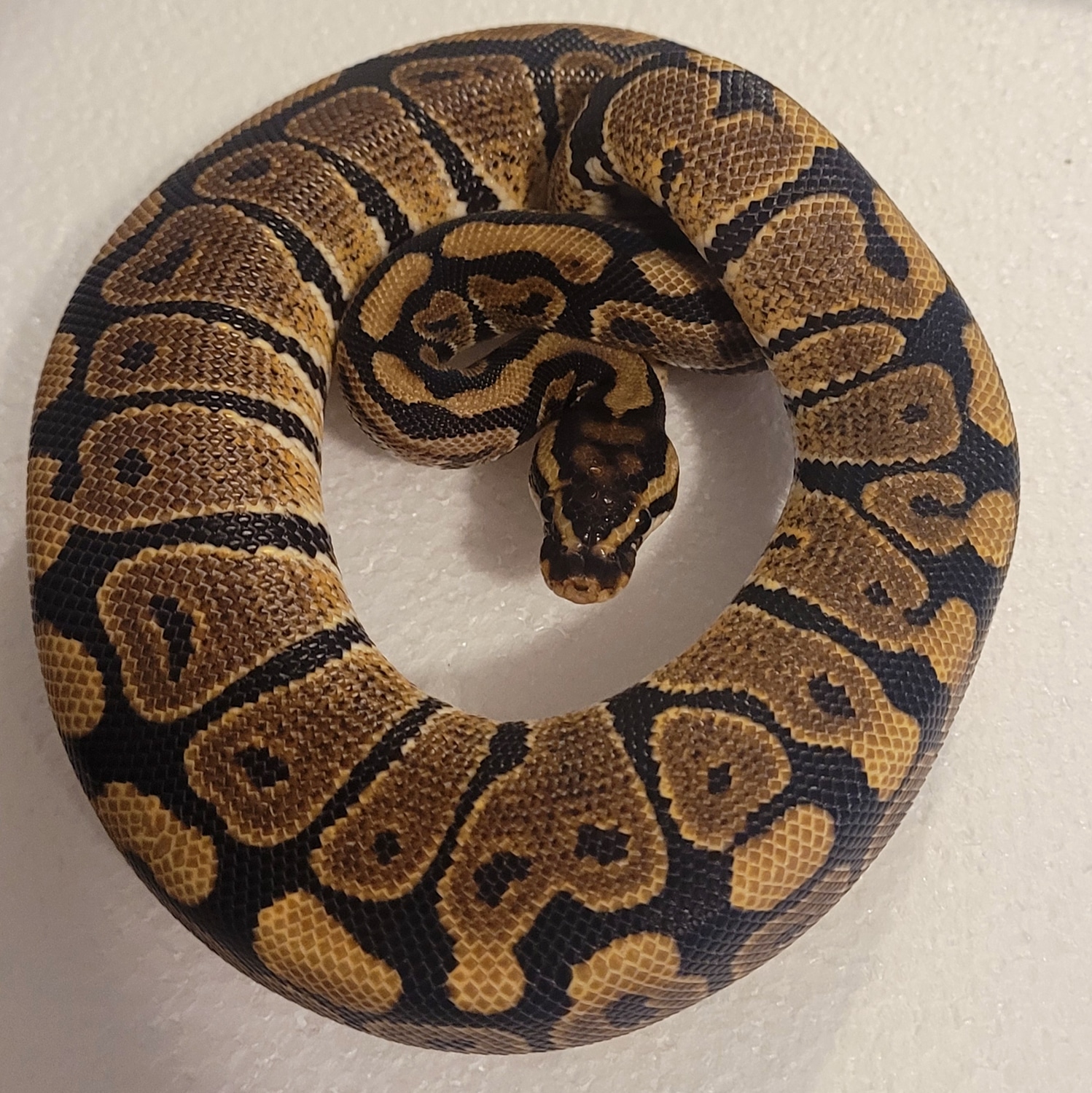Spotnose Ball Python by Peripheral Pythons - MorphMarket
