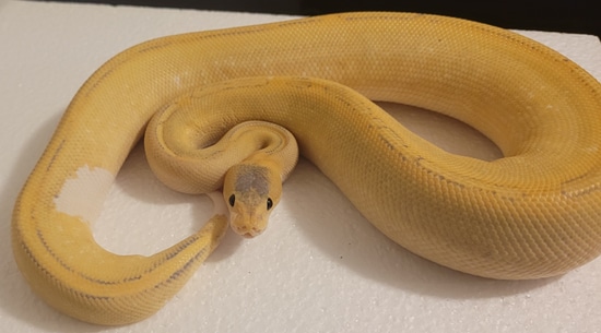 Yellowbelly Mimosa Ball Python by Peripheral Pythons