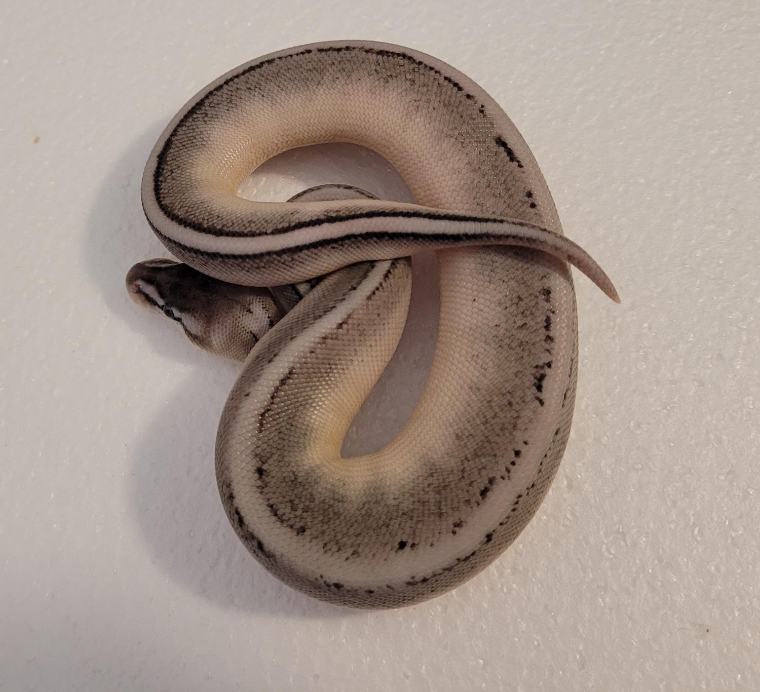 Super Pastel Axanthic (VPI) Genetic Stripe 50% Het Snow Ball Python by ...