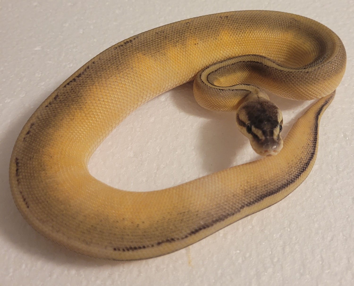 Super Pastel Genetic Stripe Het Axanthic (VPI) Ph Snow Paradox Ball ...