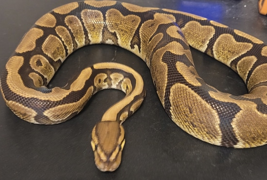 Redstripe Ball Python by Peripheral Pythons