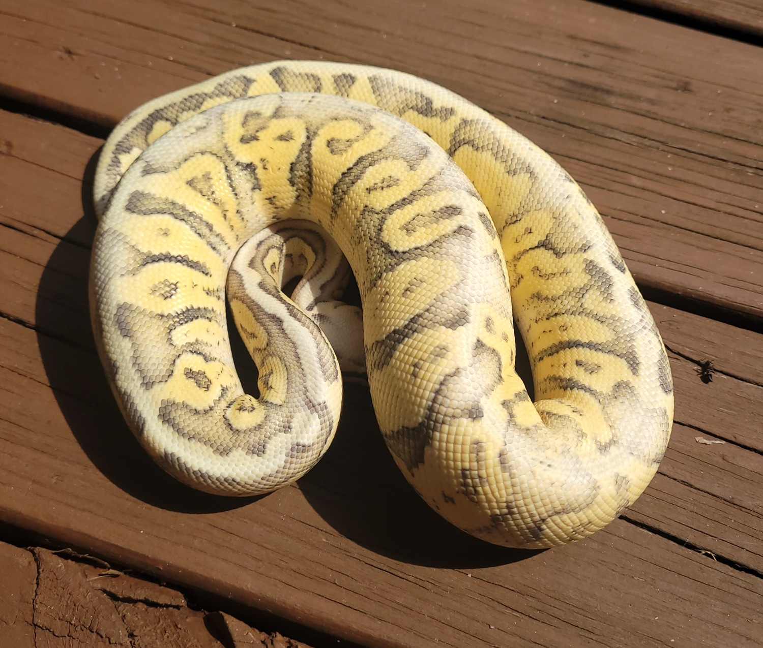 Superfly Hypo Ball Python by Peripheral Pythons - MorphMarket