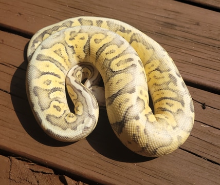 Super Pastel Genetic Stripe Het Axanthic (VPI) Ph Snow Ball Python by ...