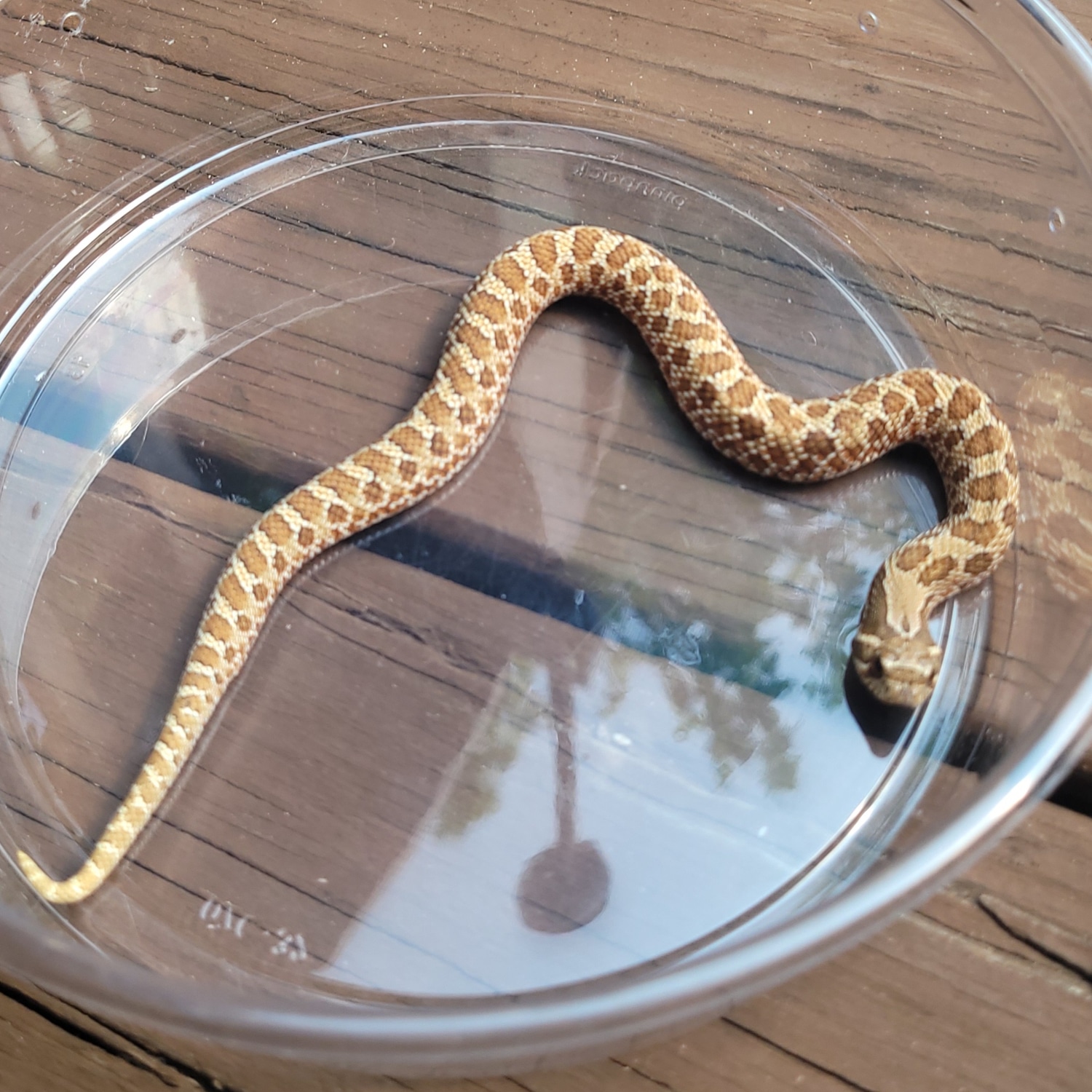 Double Het Lavender & Evans Hypo Western Hognose by Peripheral Pythons ...