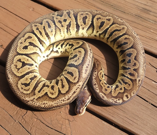 Black Pewter Ball Python by Peripheral Pythons