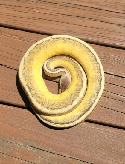 Super Pastel Genetic Stripe Het Axanthic (VPI) Ph Snow Ball Python by ...