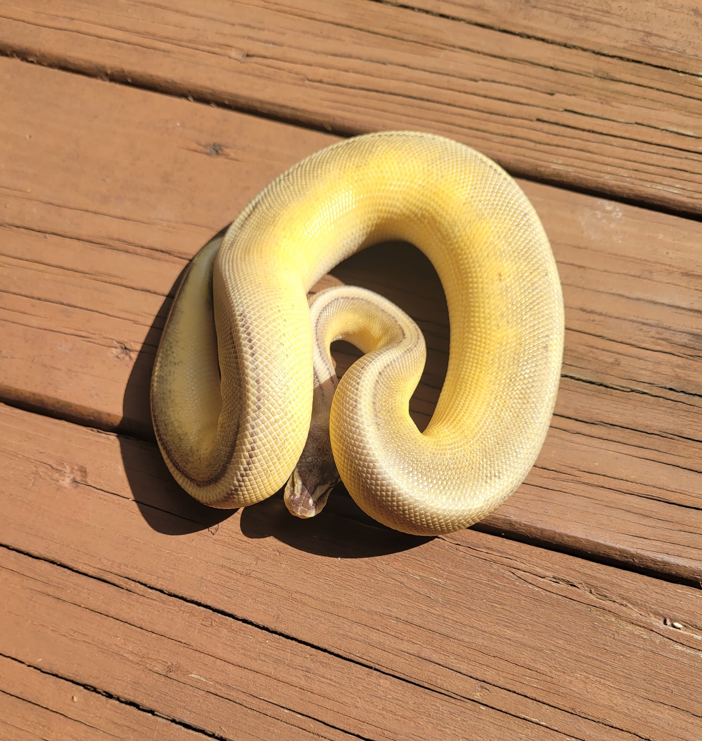 Super Pastel Genetic Stripe Het Axanthic (VPI) Ph Snow Ball Python by ...