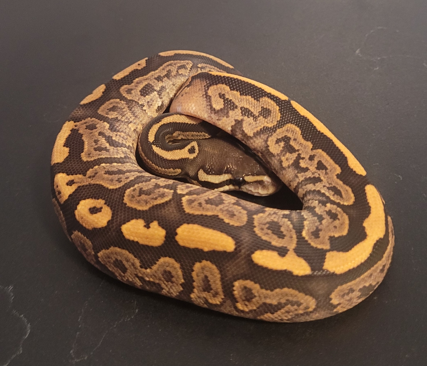 Cinnamon Fire/Vanilla Ball Python by Peripheral Pythons - MorphMarket