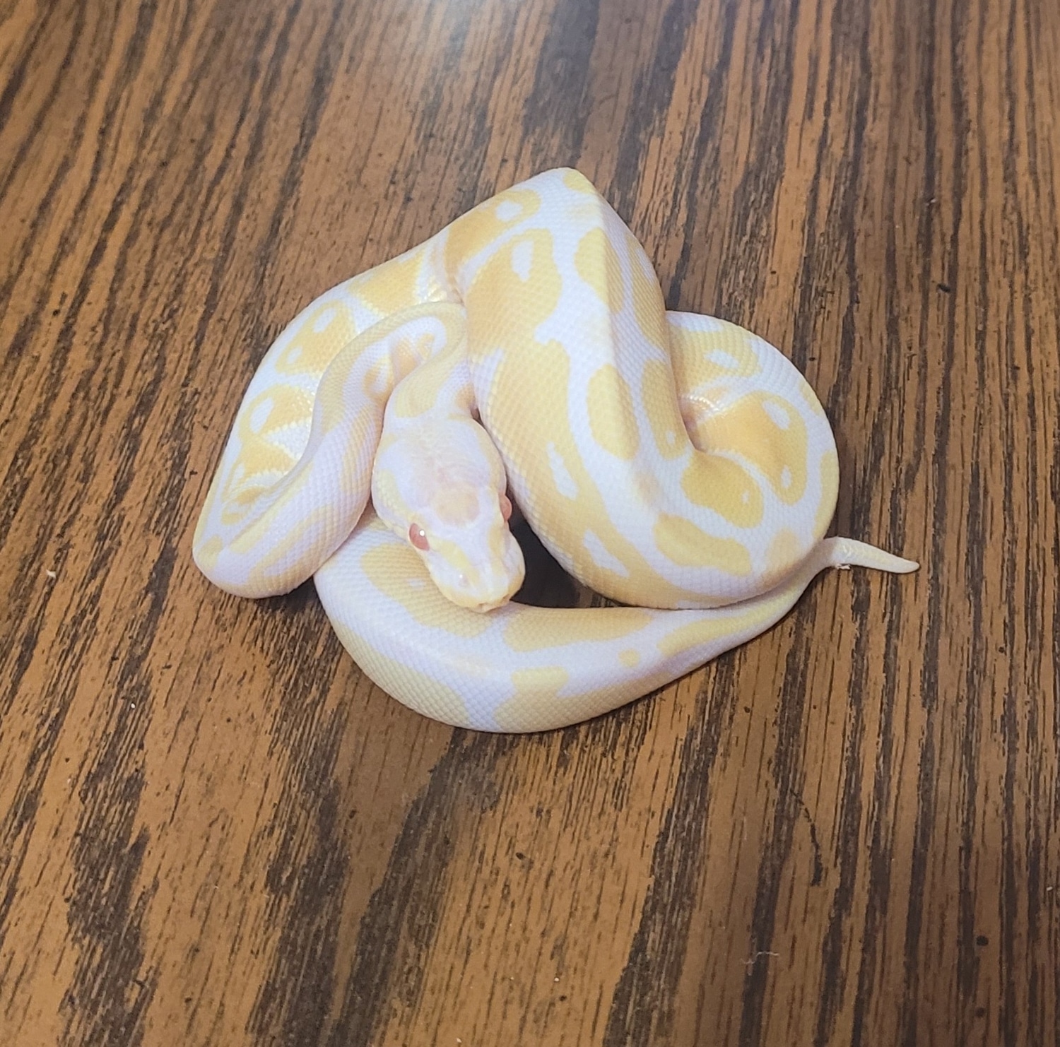 Pastel Albino Het Axanthic(VPI) Ball Python by Peripheral Pythons ...
