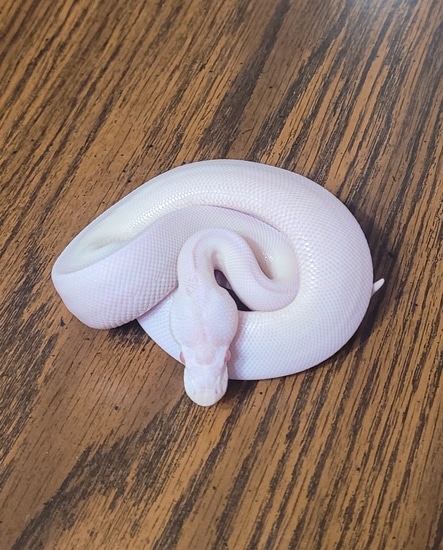 VPI Snow Ball Python by Peripheral Pythons