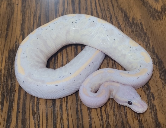 Banana Cinnamon Calico Fire/Vanilla *FREE SHIPPING* Ball Python by ...