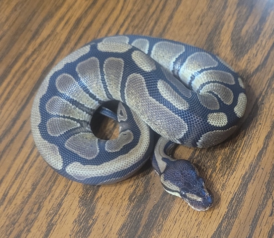 Red Stripe Het Genetic Stripe Ball Python by Peripheral Pythons