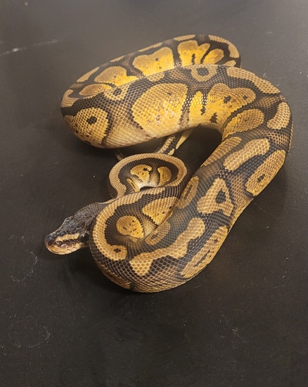 Pastel Red Stripe Het Genetic Stripe Ball Python by Peripheral Pythons
