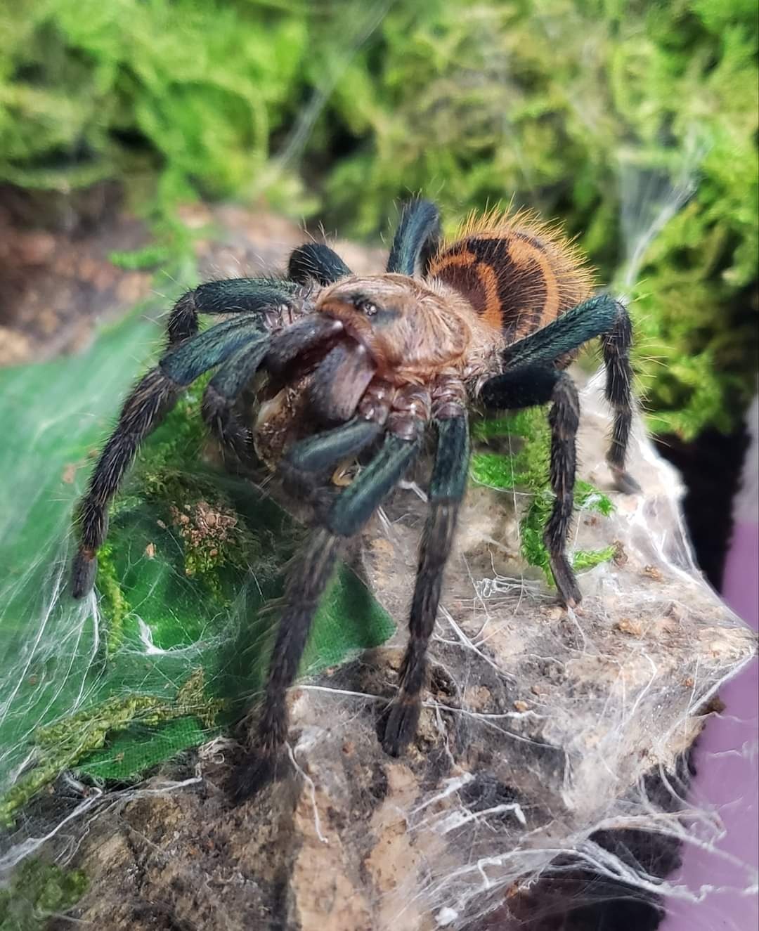 Chromatopelma Cyaneopubescens, GBB Tarantula by Inclined Exotics ...
