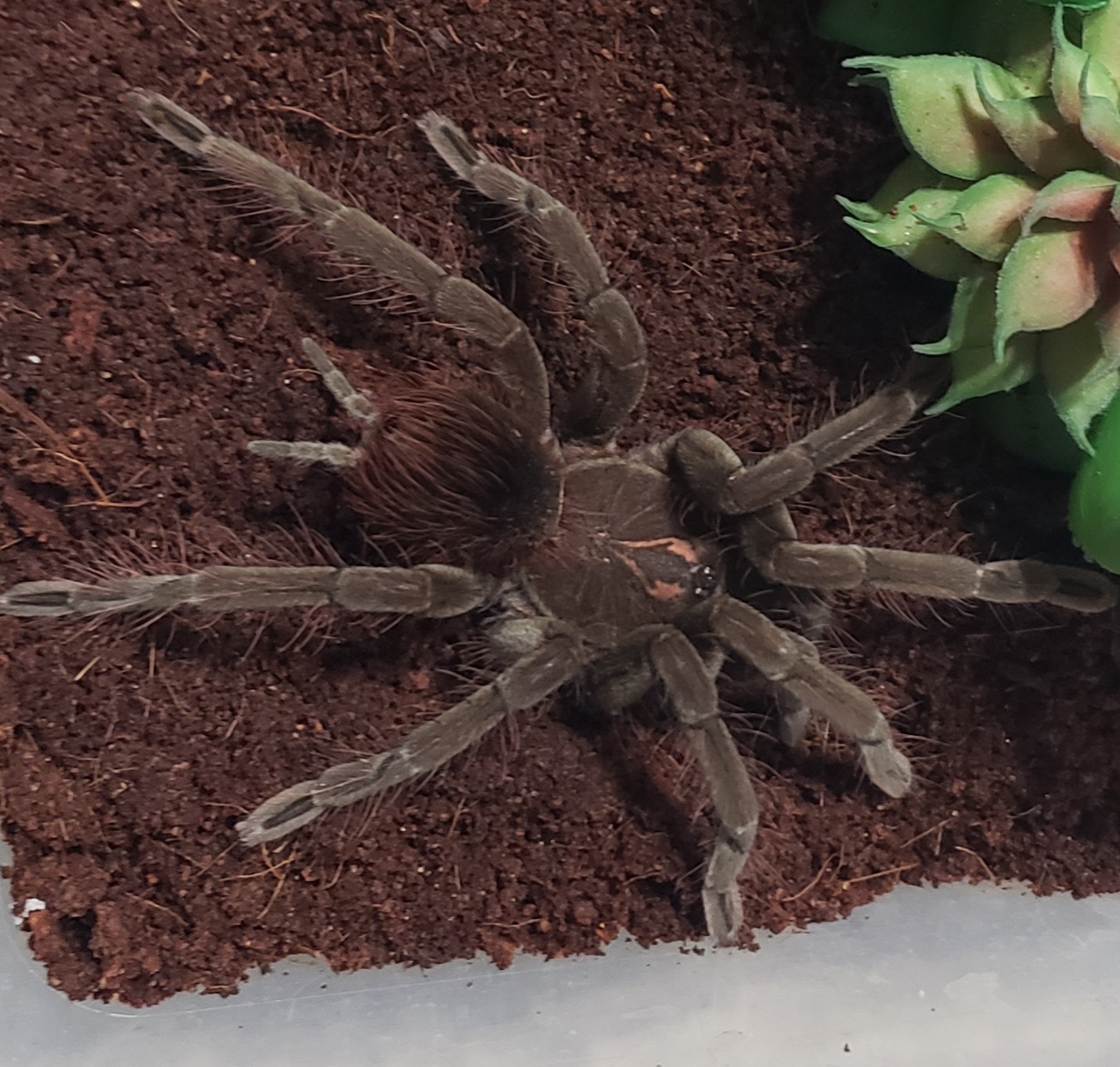 Pamphobeteus Cascada, Cascada Birdeater Tarantula by Inclined Exotics ...