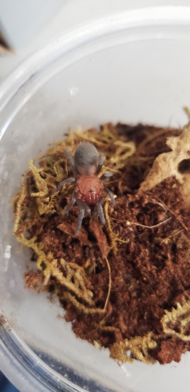 Bumba Horrida, Brazilian Redhead Tarantula by Inclined Exotics