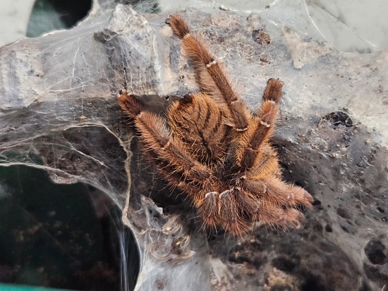 Phormingochilus Sp. Rufus Tarantula by Inclined Exotics