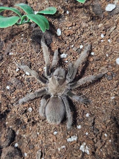 Aphonopelma Hentzi, Texas Brown Tarantula by Inclined Exotics
