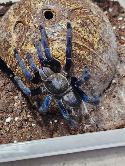 Cyriopagopus Lividus, Cobalt Blue Tarantula by Inclined Exotics