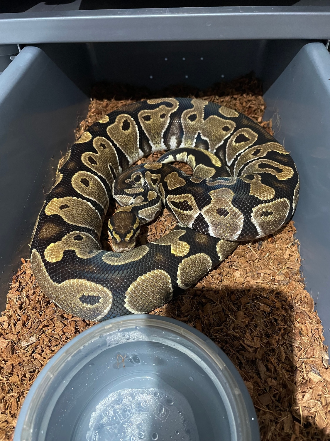 Chocolate Het Hypo Ball Python by Mark Anthony Morphs - MorphMarket