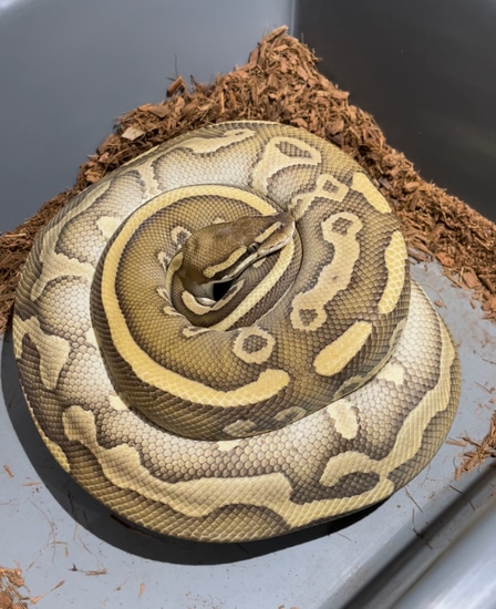 Leopard Butter Het Clown Ball Python by Mark Anthony Morphs