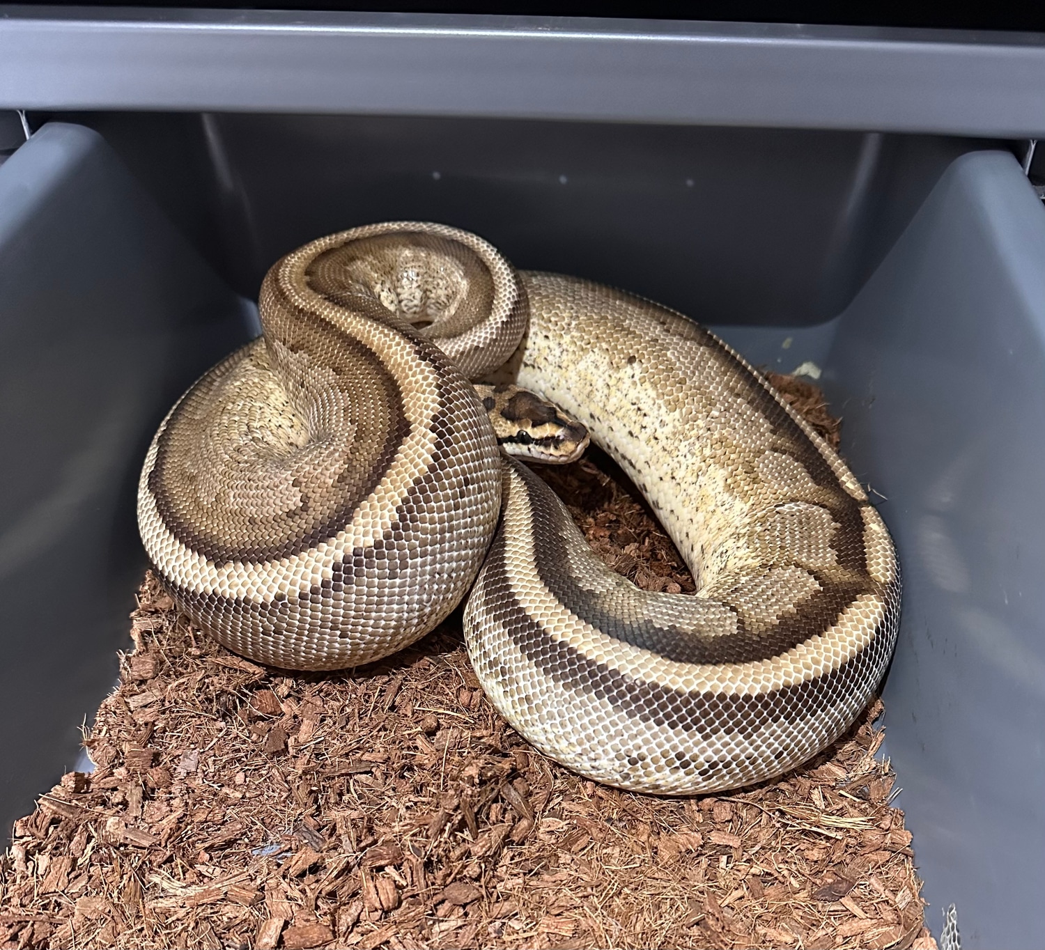 Super Stripe Ball Python by Mark Anthony Morphs - MorphMarket