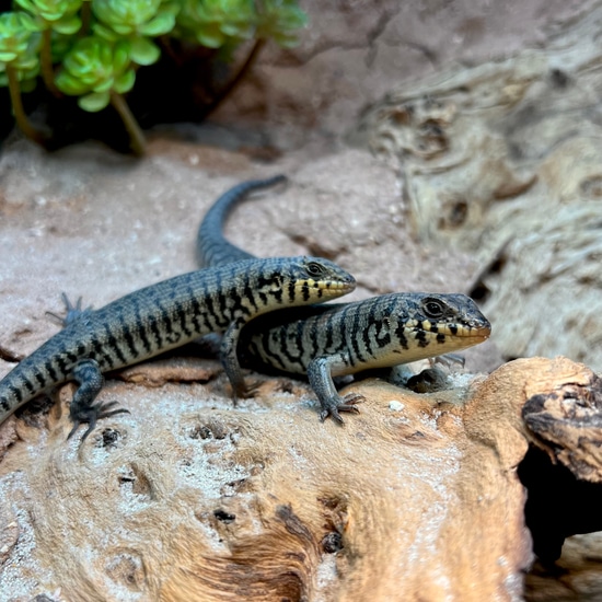 2023 Kenyan Zebra Skink More Skink by Aquatropics Reptiles