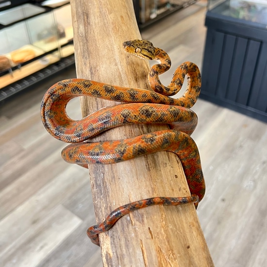 Captive Bred Amazon Tree Boa by Aquatropics Reptiles