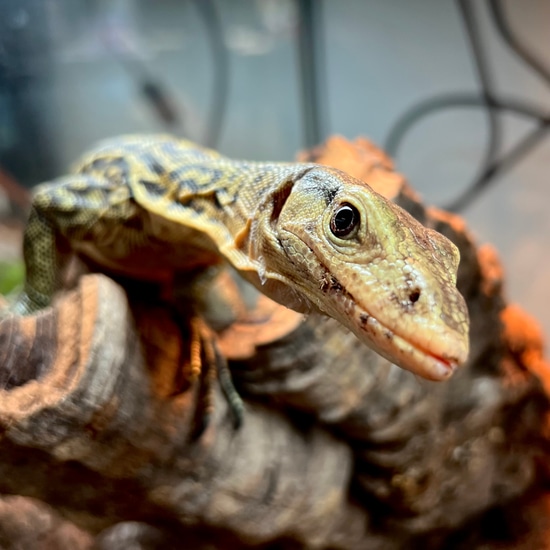 Quince Monitor Other Monitor by Aquatropics Reptiles