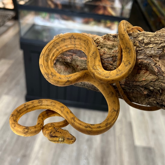 Captive Bred Amazon Tree Boa by Aquatropics Reptiles