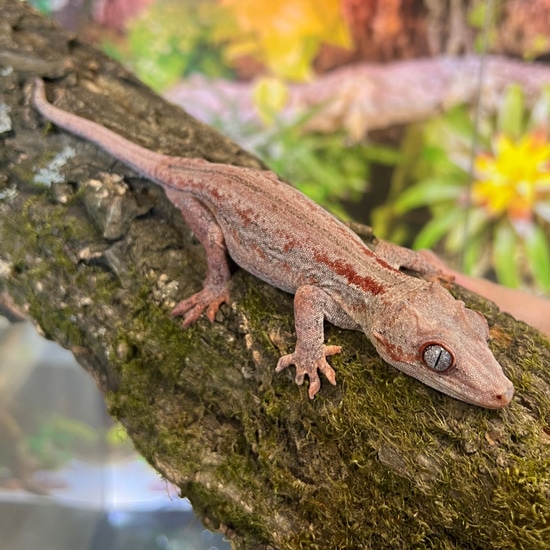 Pink Gargoyle Gecko by Aquatropics Reptiles