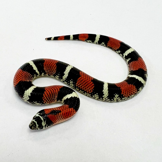 2023 Tricolor Hognose Snakes Tri-Color Hognose by Aquatropics Reptiles