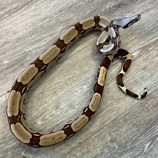 Guyana Red Tail Boa True Red-Tailed Boa Constrictor by Aquatropics Reptiles