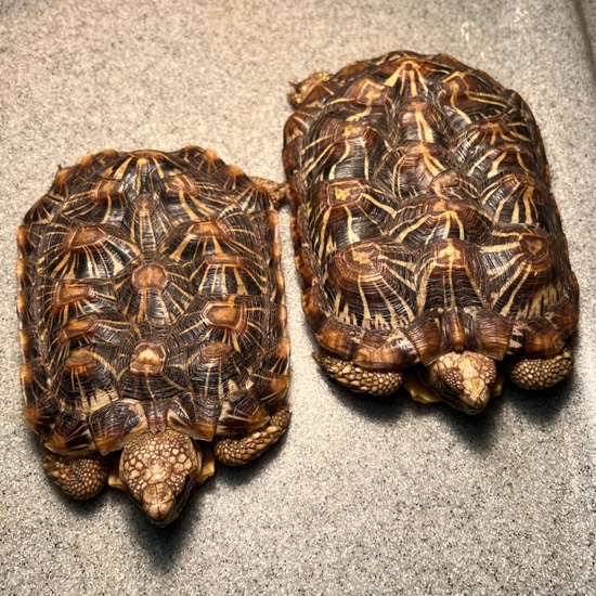 1.1 Adult Pancake Tortoises by Aquatropics Reptiles