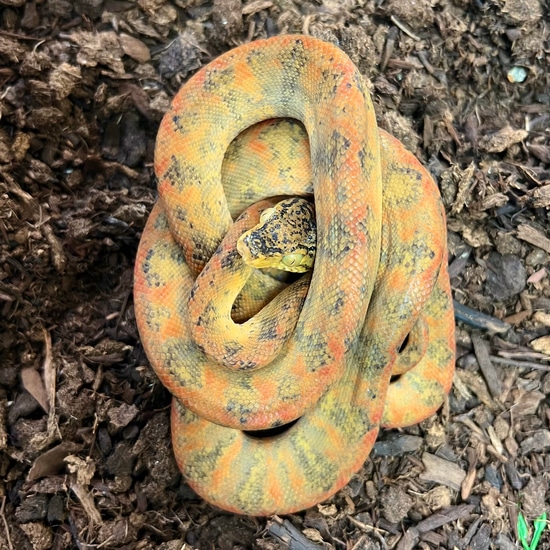 Captive Bred Amazon Tree Boa by Aquatropics Reptiles