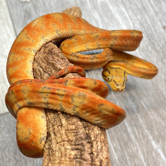 High-Color Amazon Tree Boa by Aquatropics Reptiles