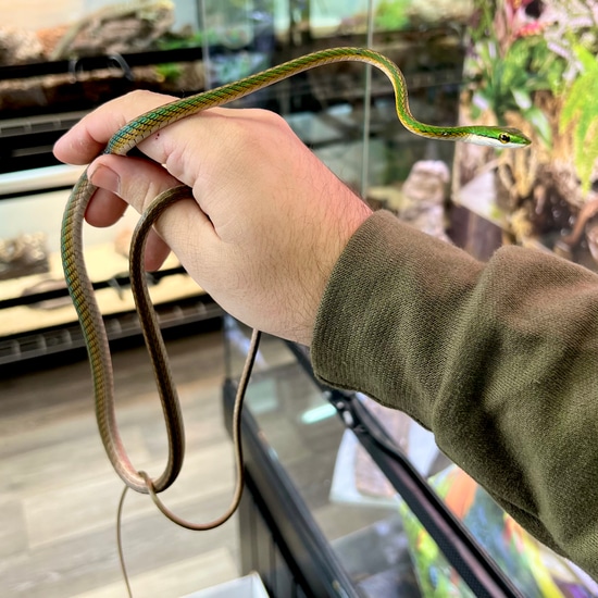 Suriname Parrot Snake (Leptophis Ahaetulla) More Colubrid by ...
