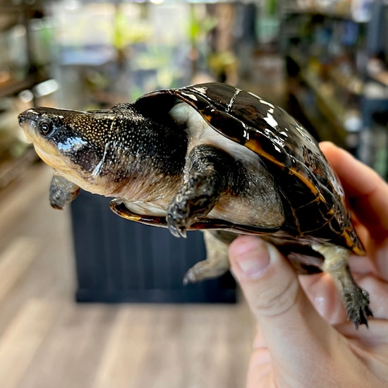 Scorpion Mud Turtle (Kinosternon Scorpioides) Mud & Musk Turtles by ...