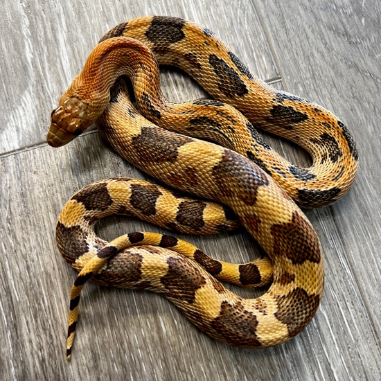 A+ Northern Mexican Pine Snake (Deppi Jani) by Aquatropics Reptiles