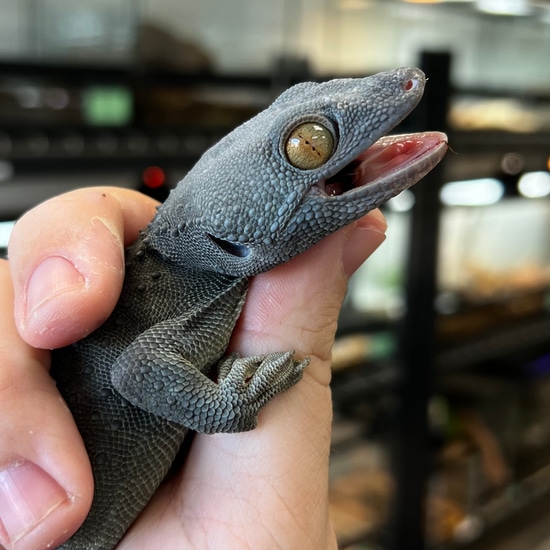 Patternless Tokay Gecko by Aquatropics Reptiles