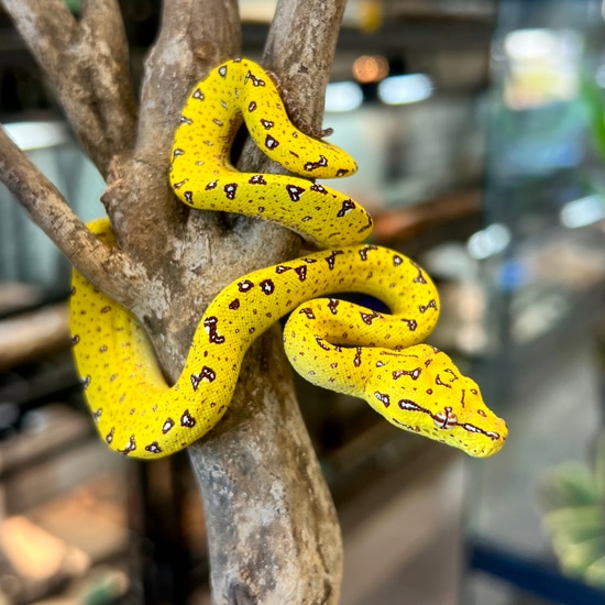 Biak Green Tree Python by Aquatropics Reptiles