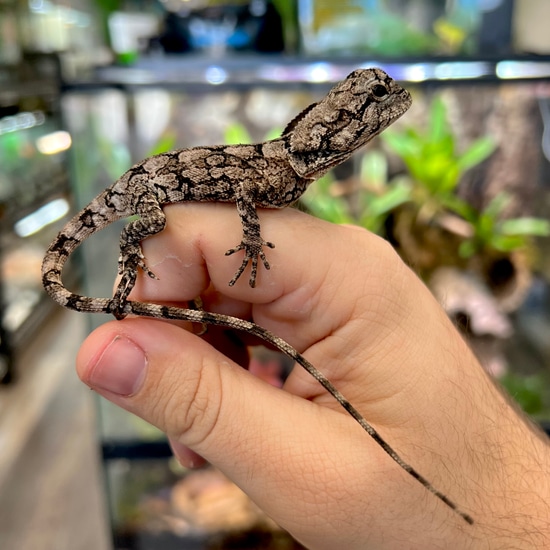 Frilled Dragon Frilled Lizard by Aquatropics Reptiles
