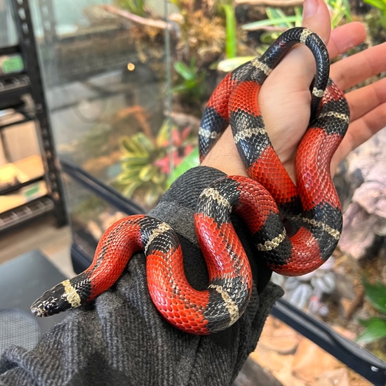 Het Albino / Splotched Nelson’s Milksnake Nelson's Milk Snake by ...