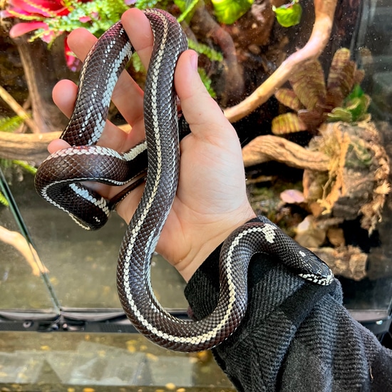 Proven Female Striped California Kingsnake by Aquatropics Reptiles